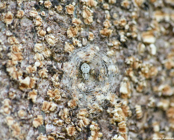 Ornamental Tree Trunk Spider | Project Noah