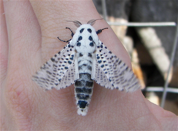 Wood Leopard Moth | Project Noah