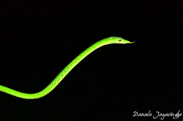 Ahatulla/ Green vine snake | Project Noah