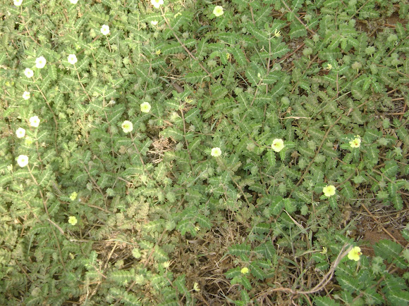 Imelda grass | Project Noah