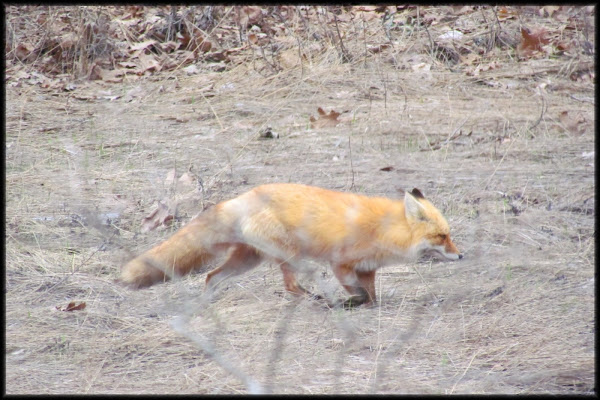 Red Fox | Project Noah
