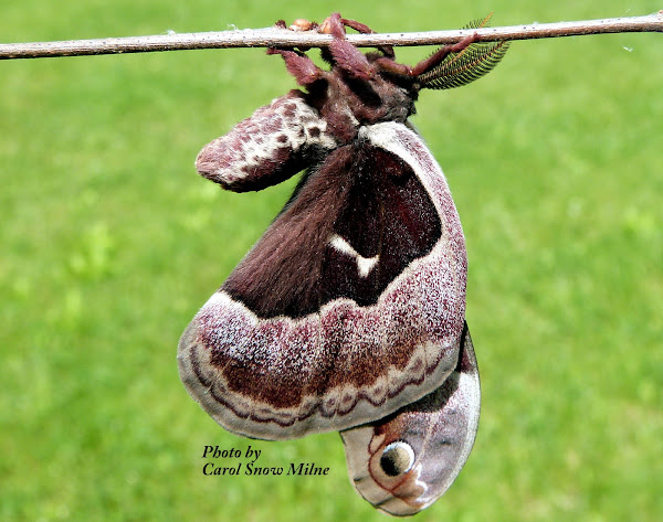 Promethea Moth | Project Noah