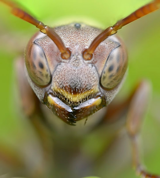 Asian Red Paper Wasp | Project Noah