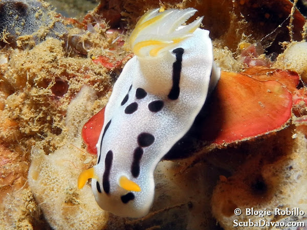 Diana's Chromodoris | Project Noah