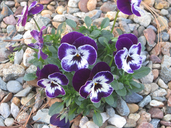 Pansies | Project Noah