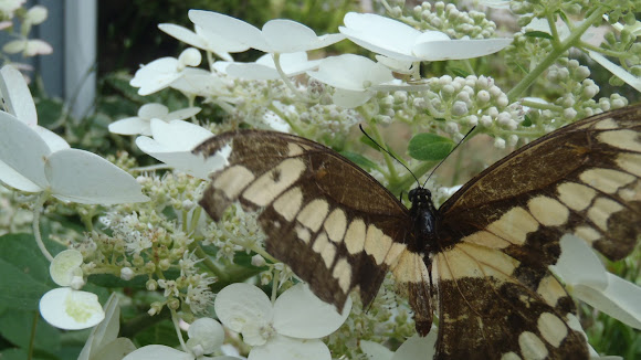 Giant Swallowtail | Project Noah