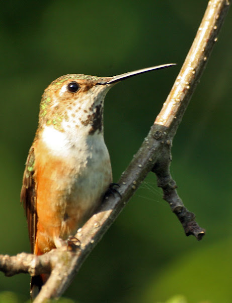Rufous Hummingbird - Juvenile | Project Noah