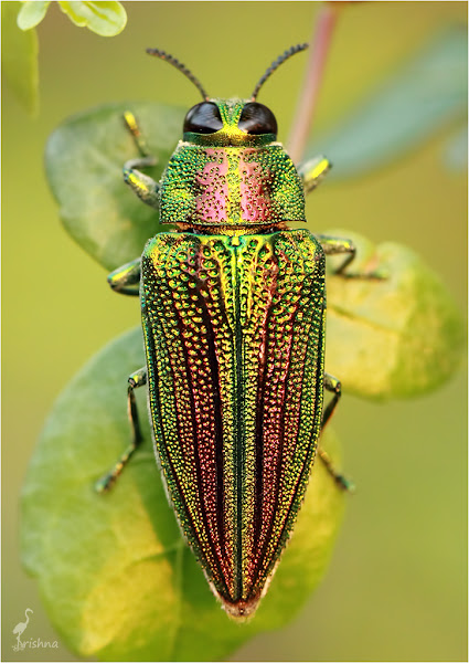 The Real Jewel Beetle | Project Noah