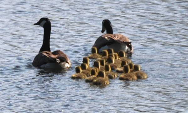 Canada Goose Gang Brood | Project Noah