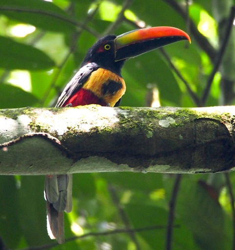 Fiery-billed Aracari | Project Noah