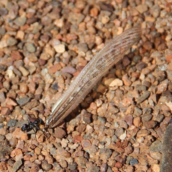 Ant carrying locust wing | Project Noah