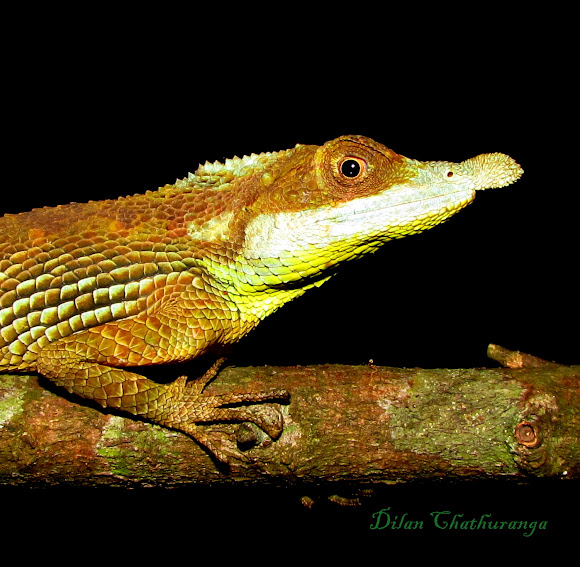Leaf-nosed lizard | Project Noah