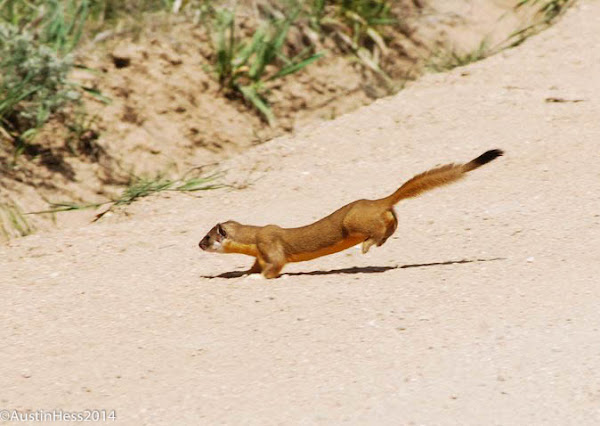 Long-tailed Weasel | Project Noah