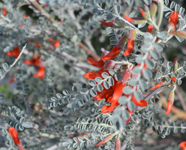 Cancer Bush | Project Noah