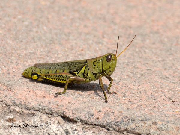 Differential Grasshopper | Project Noah