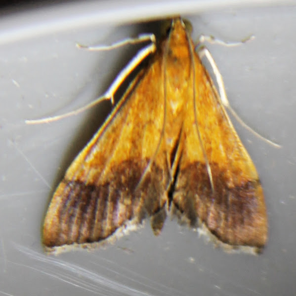 Bicolored Pyrausta | Project Noah