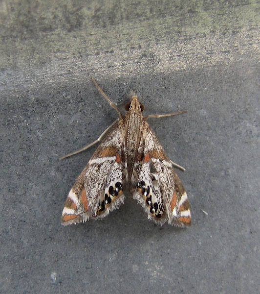 Crambid Snout Moth | Project Noah