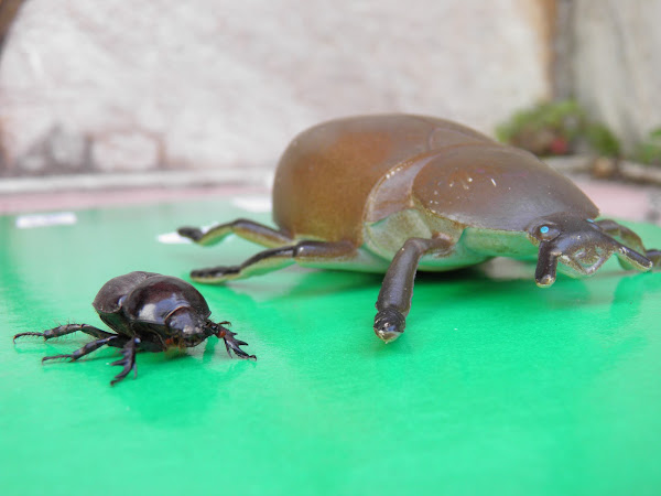 Diloboderus abderus beetle | Project Noah