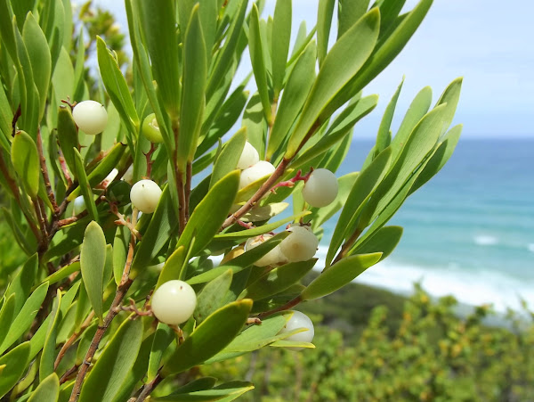 Coast Beard-heath | Project Noah