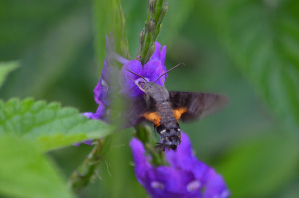Polilla colibri | Project Noah