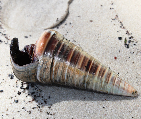 Telescope-shell Creeper or Mud Whelk | Project Noah