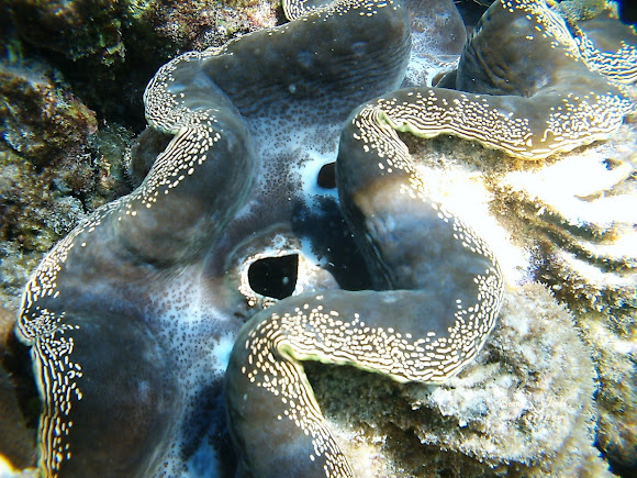 Giant clam | Project Noah