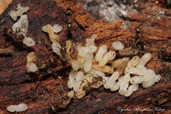 Ant Larvae | Project Noah