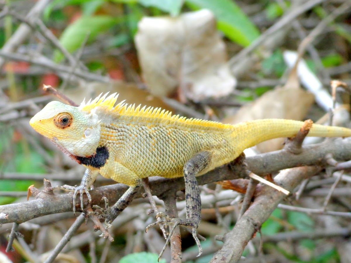 Oriental garden lizard | Project Noah