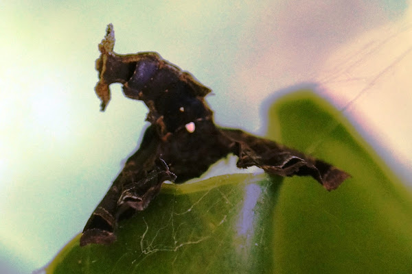 Mango Shoot Borer or Owlet Moth | Project Noah