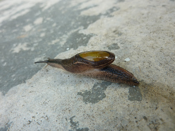 Dromedary Jumping-slug | Project Noah