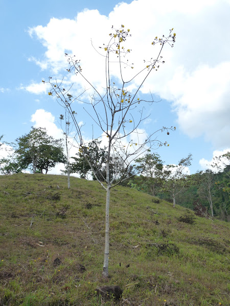 Poro poro tree | Project Noah
