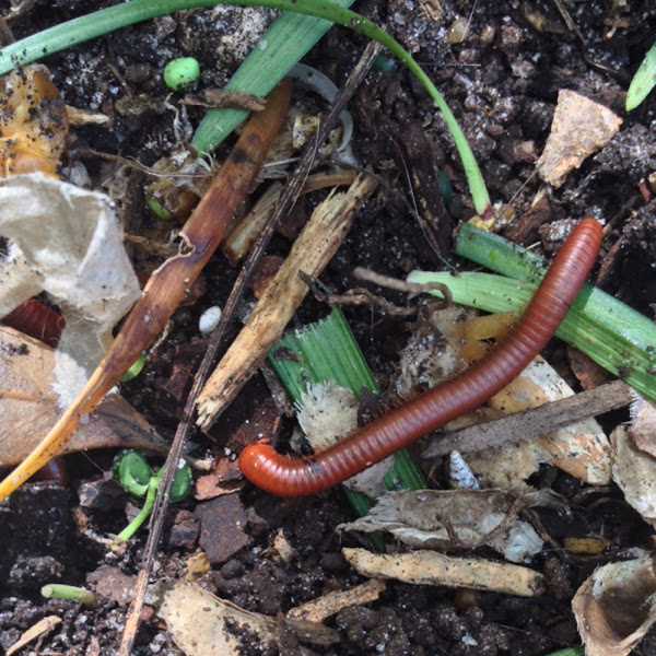 Scarlet Millipede | Project Noah