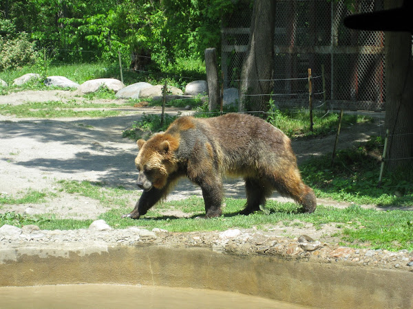 Grizzly Bear | Project Noah