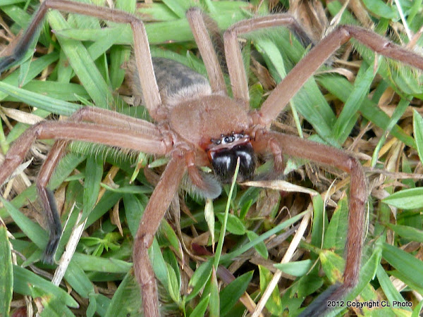 Shield Huntsman Spider | Project Noah