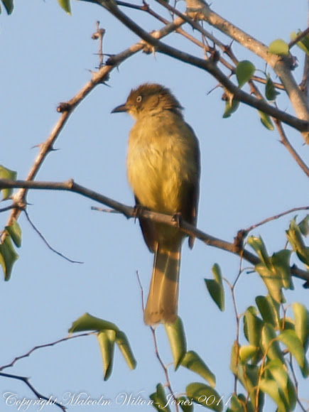 Sombre Greenbul | Project Noah
