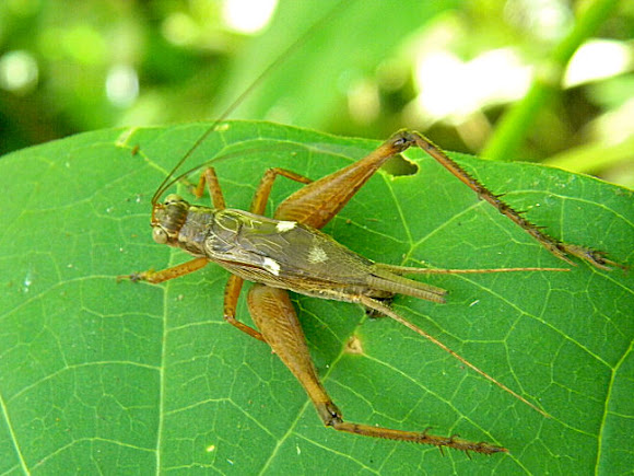 rainforest cricket | Project Noah