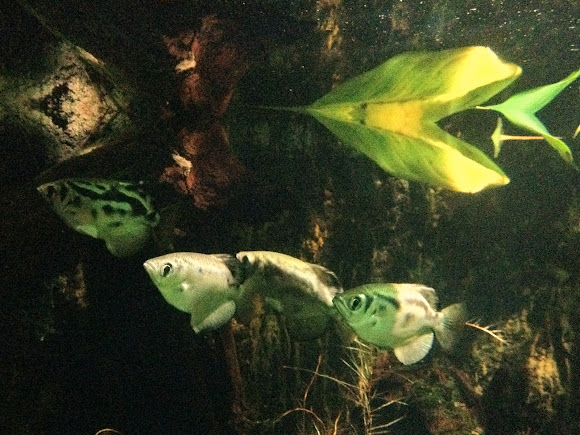 Banded Archerfish | Project Noah