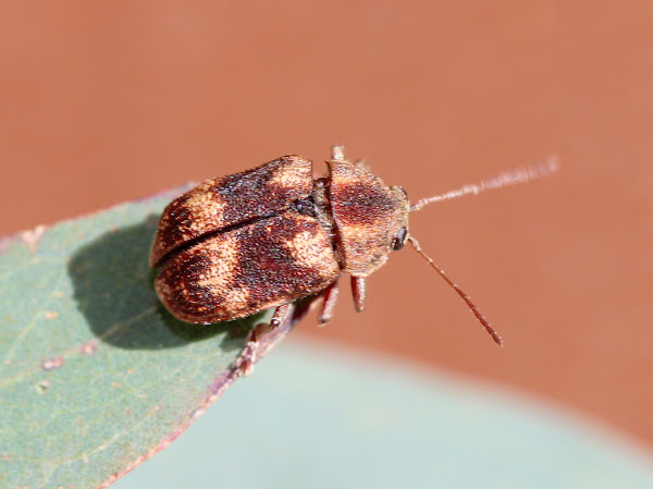 Leaf beetle | Project Noah