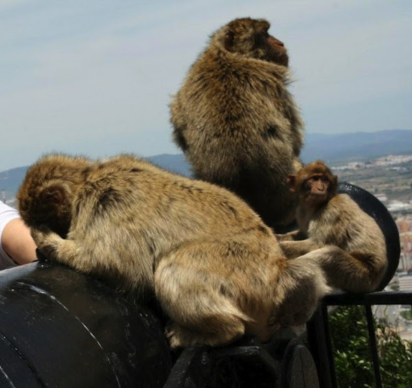 Monkeys from Gibraltar. | Project Noah