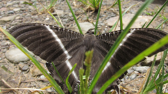tropical swallowtail moth | Project Noah