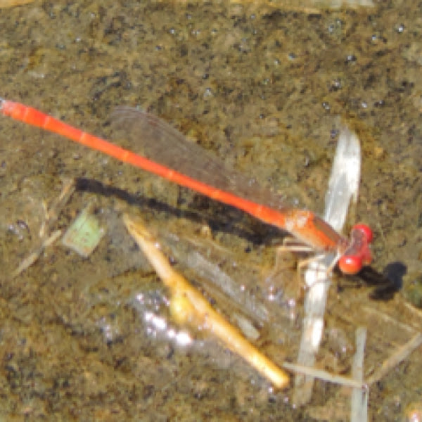 Desert Firetail | Project Noah