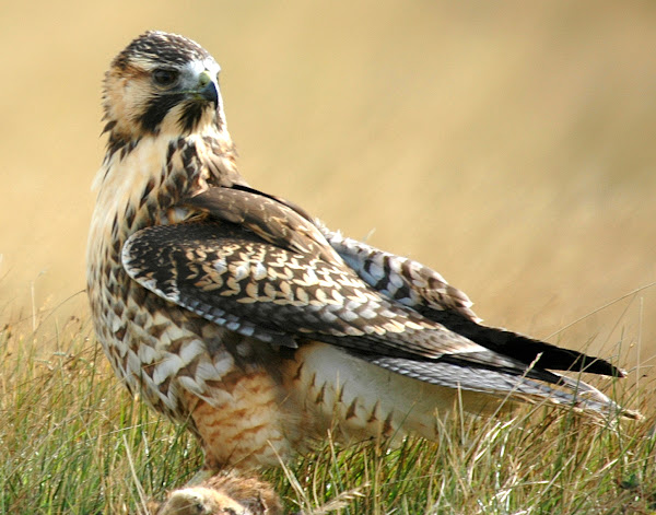 Red Backed Hawk juvenile | Project Noah