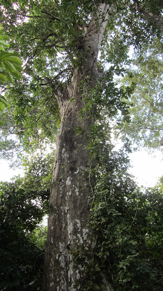 False Mastic | Project Noah