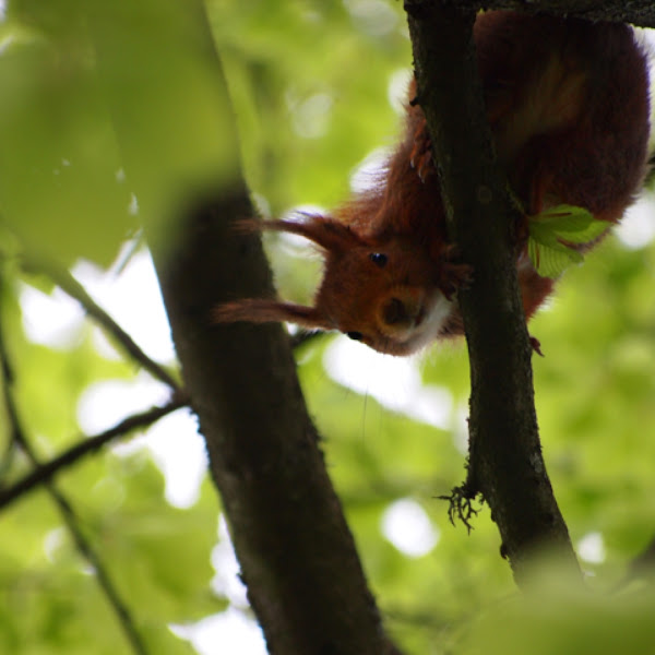 Eurasian red squirrel | Project Noah