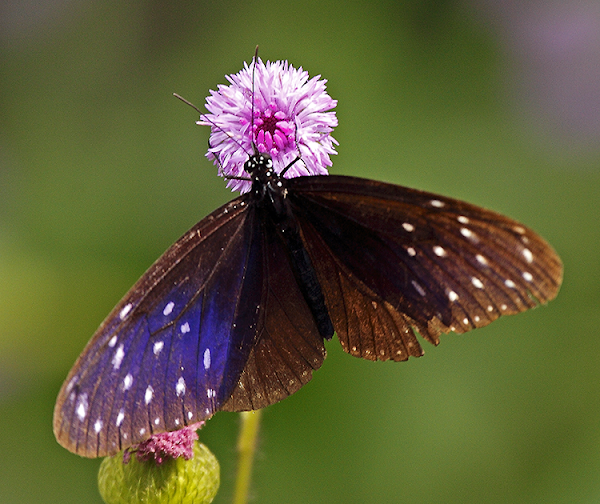 Striped Blue Crow | Project Noah