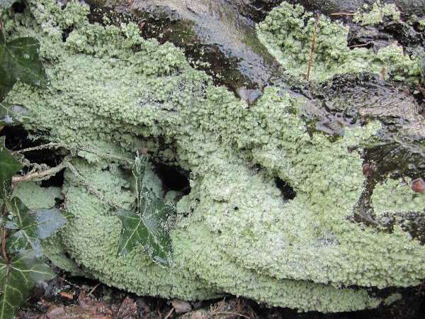 lichen | Project Noah