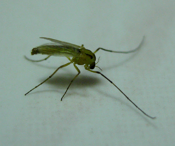 Yellow Midge | Project Noah