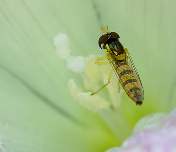 Hoverfly | Project Noah