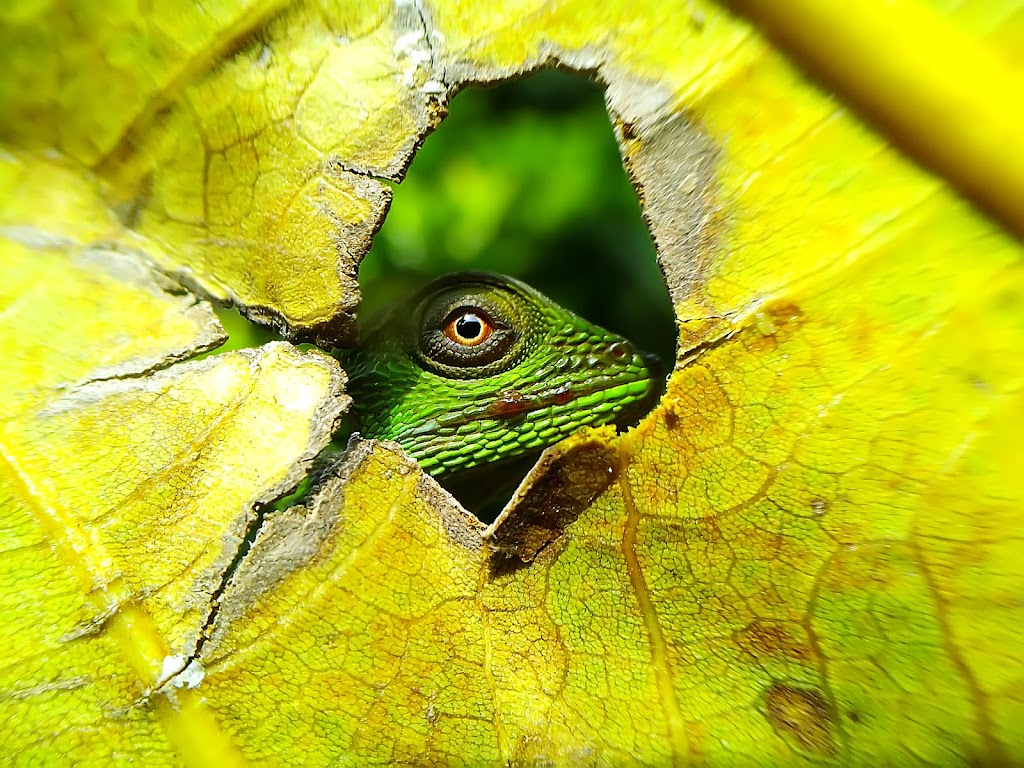 Photo Contest: Green Things | Pixoto