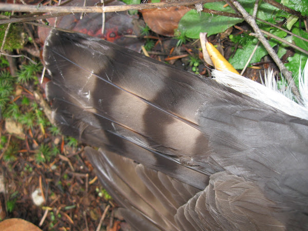 Peregrine Falcon (found dead) | Project Noah